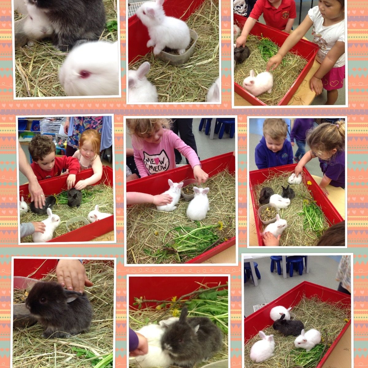 Wyndham Park Nursery School - Baby rabbits!