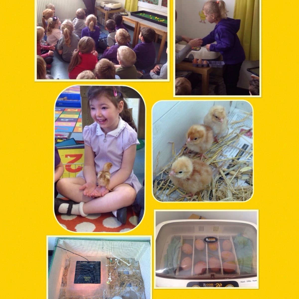 Wyndham Park Nursery School - Hatching Chicks!